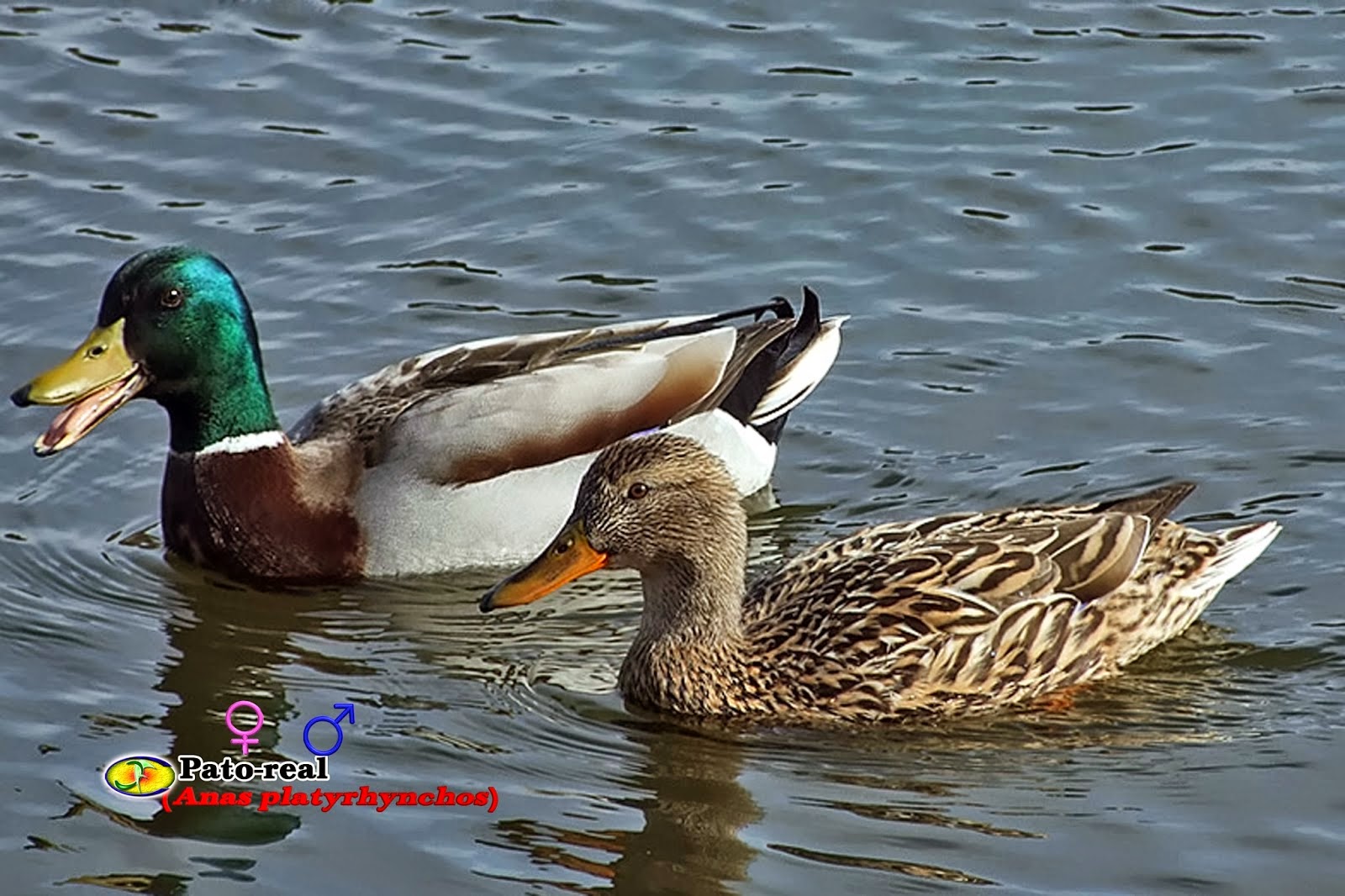 CLUBE DAS PATINHAS: Patos de Estimação